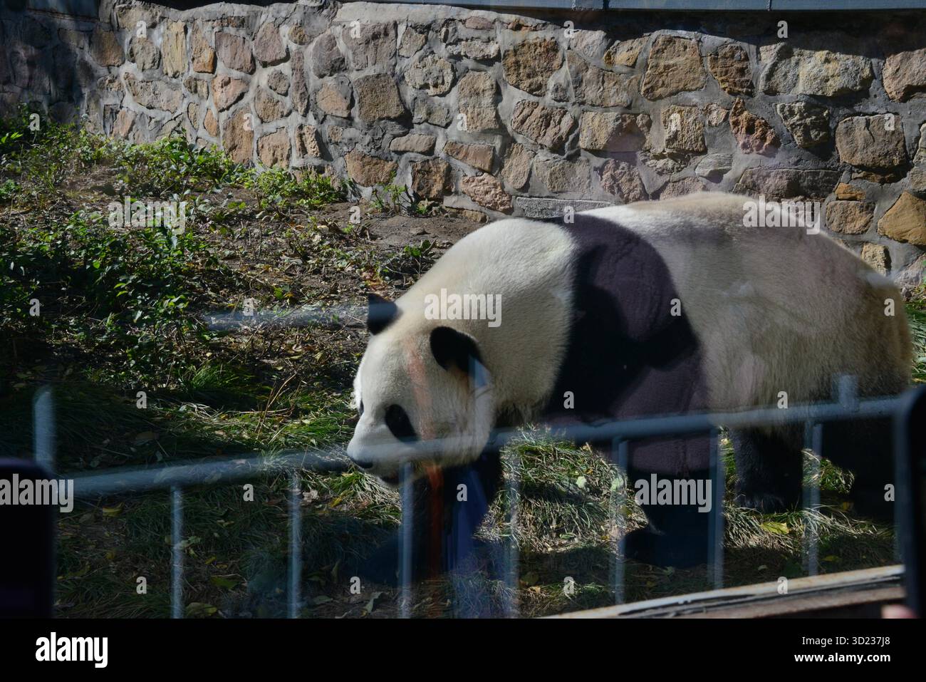 Giant panda Meng Lan enjoy autumn time at Beijing Zoo, Beijing, China ...