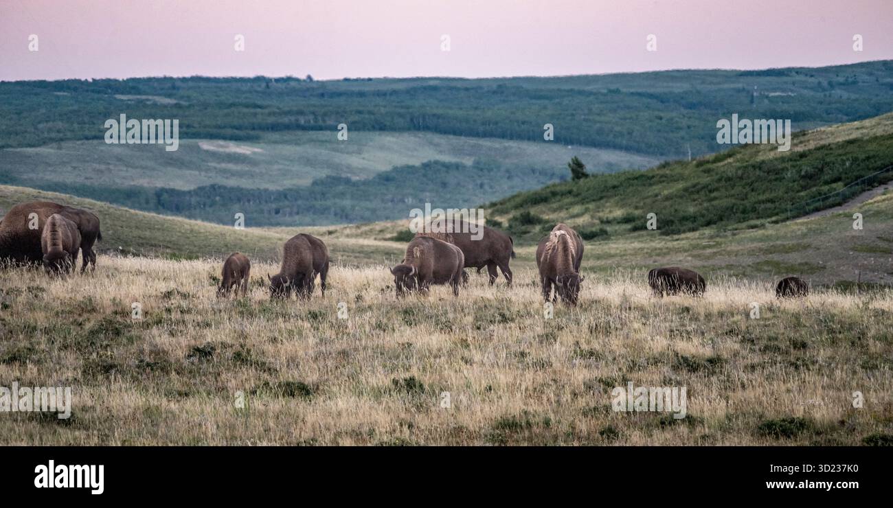 Rolling grassy plains hills hi-res stock photography and images - Alamy