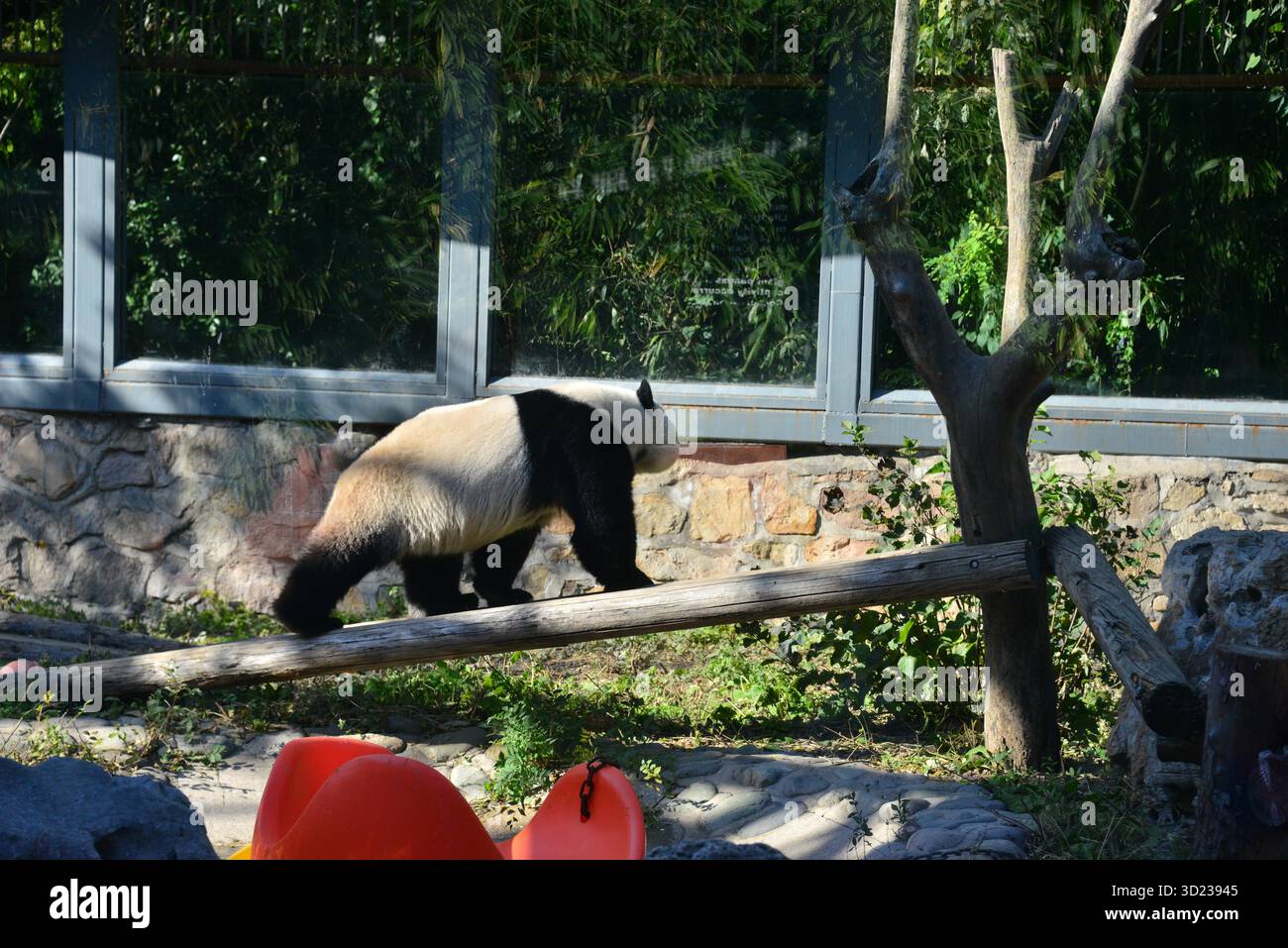 Giant panda Meng Lan enjoy autumn time at Beijing Zoo, Beijing, China ...
