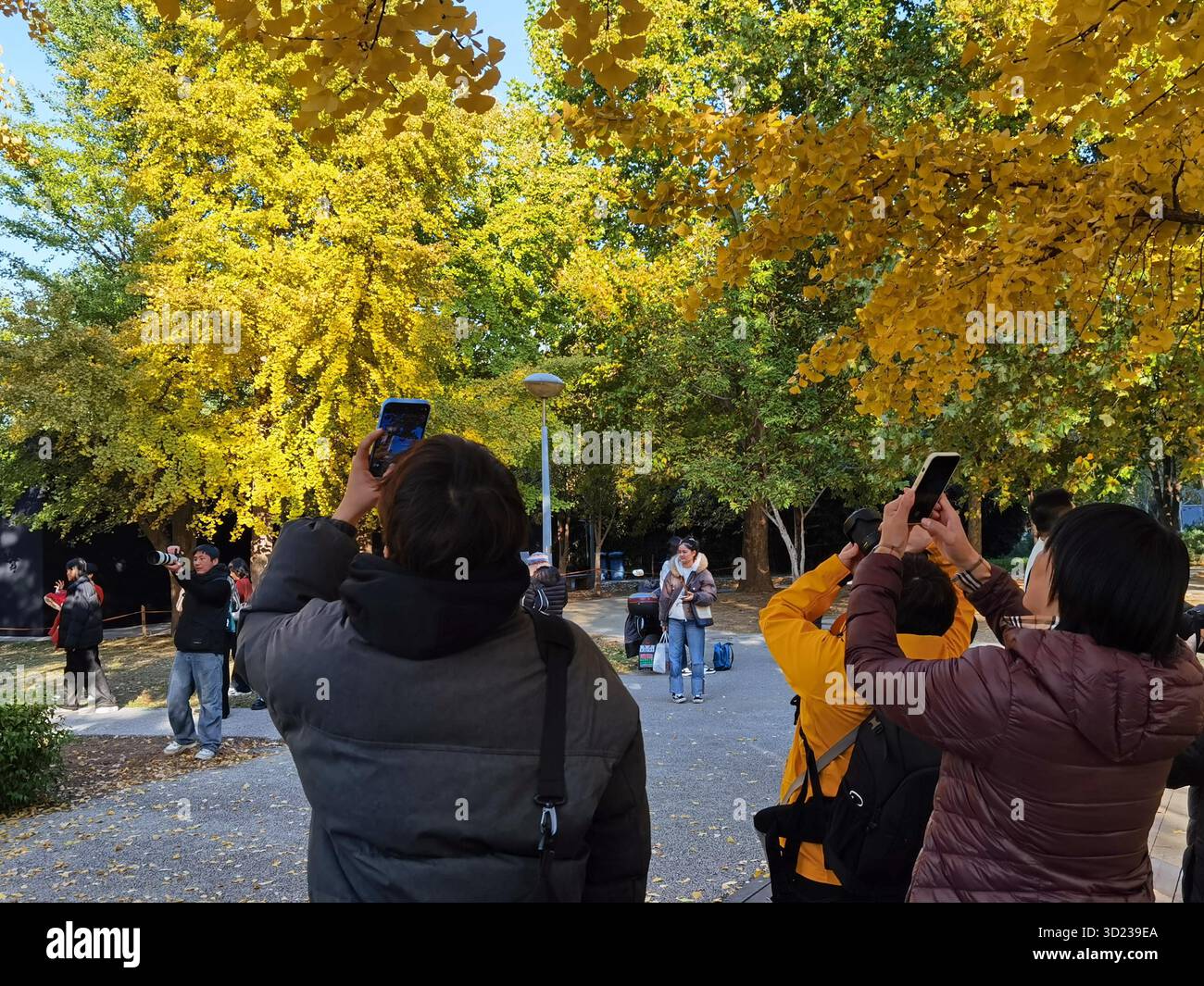 Ginkgo trees turn goldens in Beijing, China, 27 October, 2025 Stock ...
