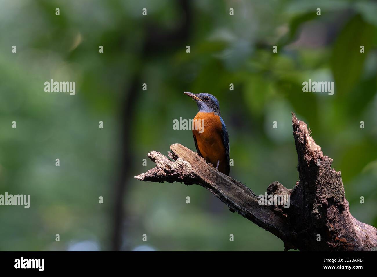 Blue capped rock thrush a colorful passerine bird is known for its ...