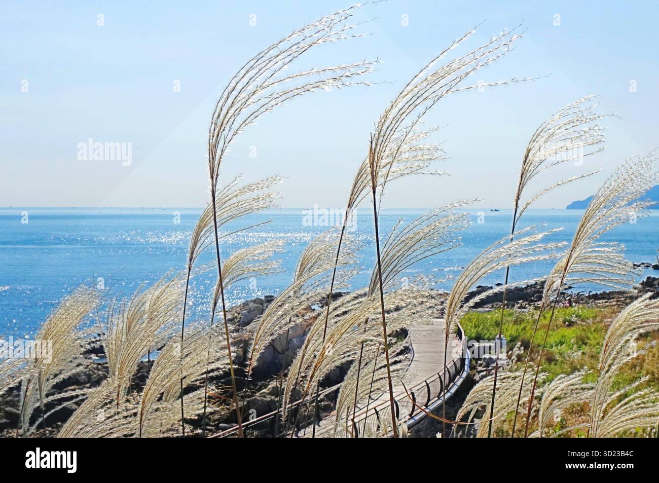 Clusters of reed catkins bloom in Qingdao City, east China's Shandong ...