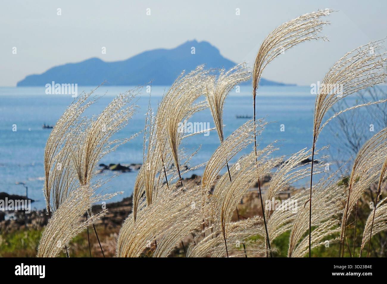 Clusters of reed catkins bloom in Qingdao City, east China's Shandong ...