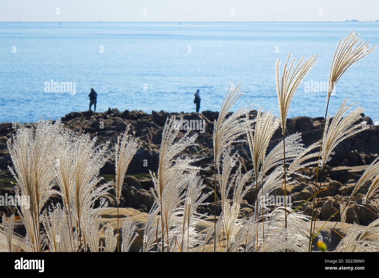 Clusters of reed catkins bloom in Qingdao City, east China's Shandong ...