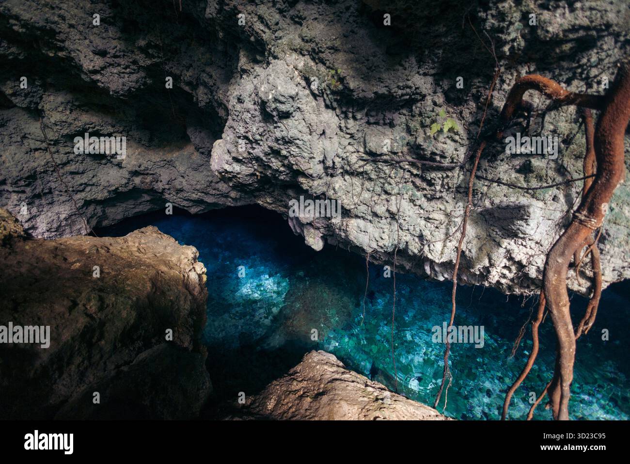 Limestone crevice roots hi-res stock photography and images - Alamy