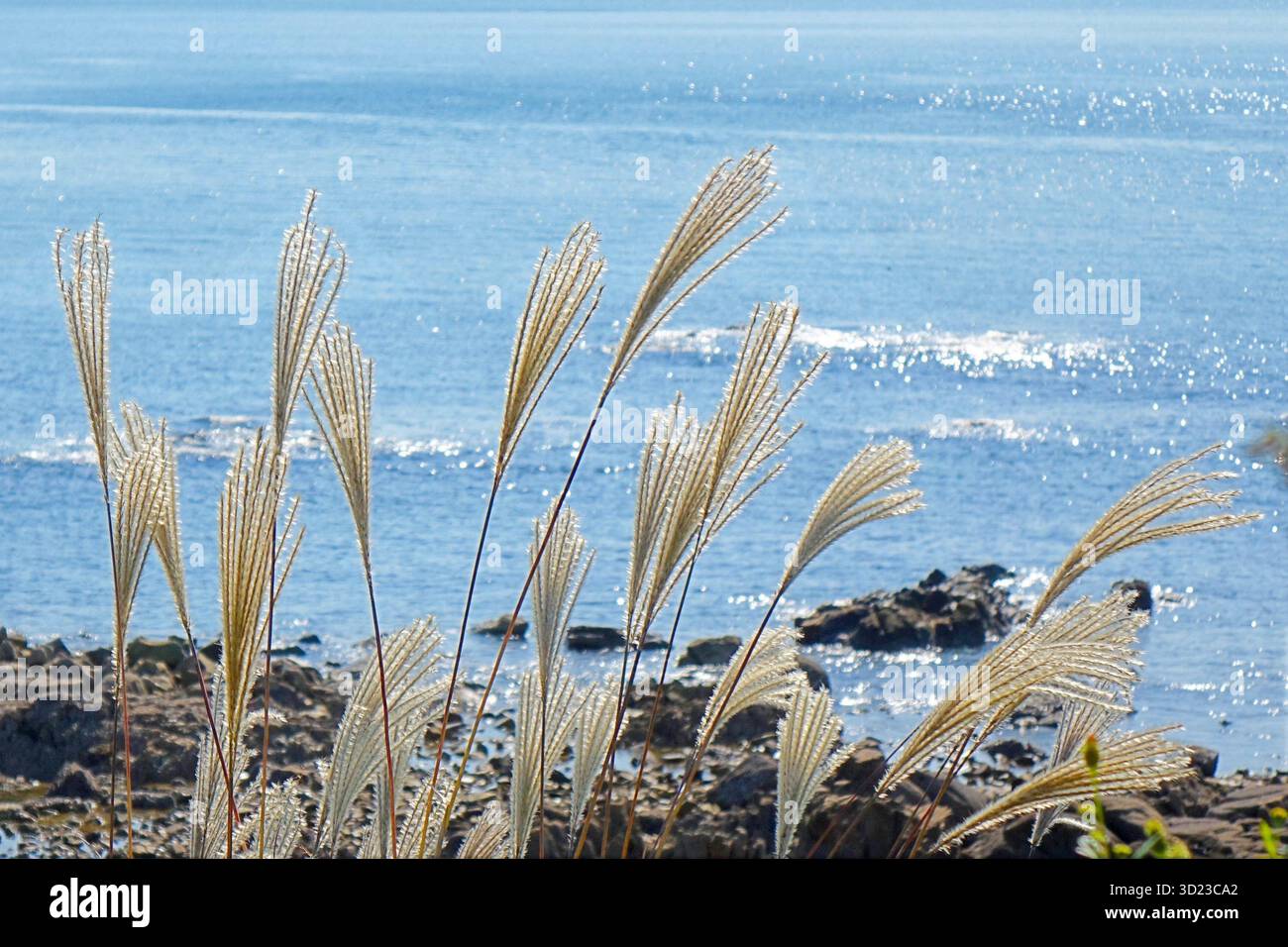 Clusters of reed catkins bloom in Qingdao City, east China's Shandong ...