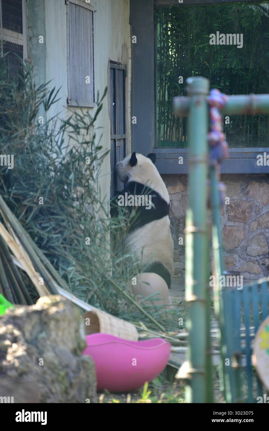 Giant panda Meng Lan enjoy autumn time at Beijing Zoo, Beijing, China ...