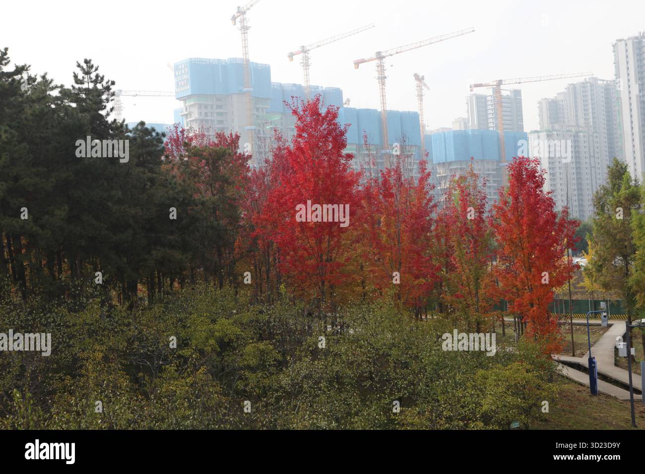 Red maple trees attract people at a park in Xi'an City, northwest China ...