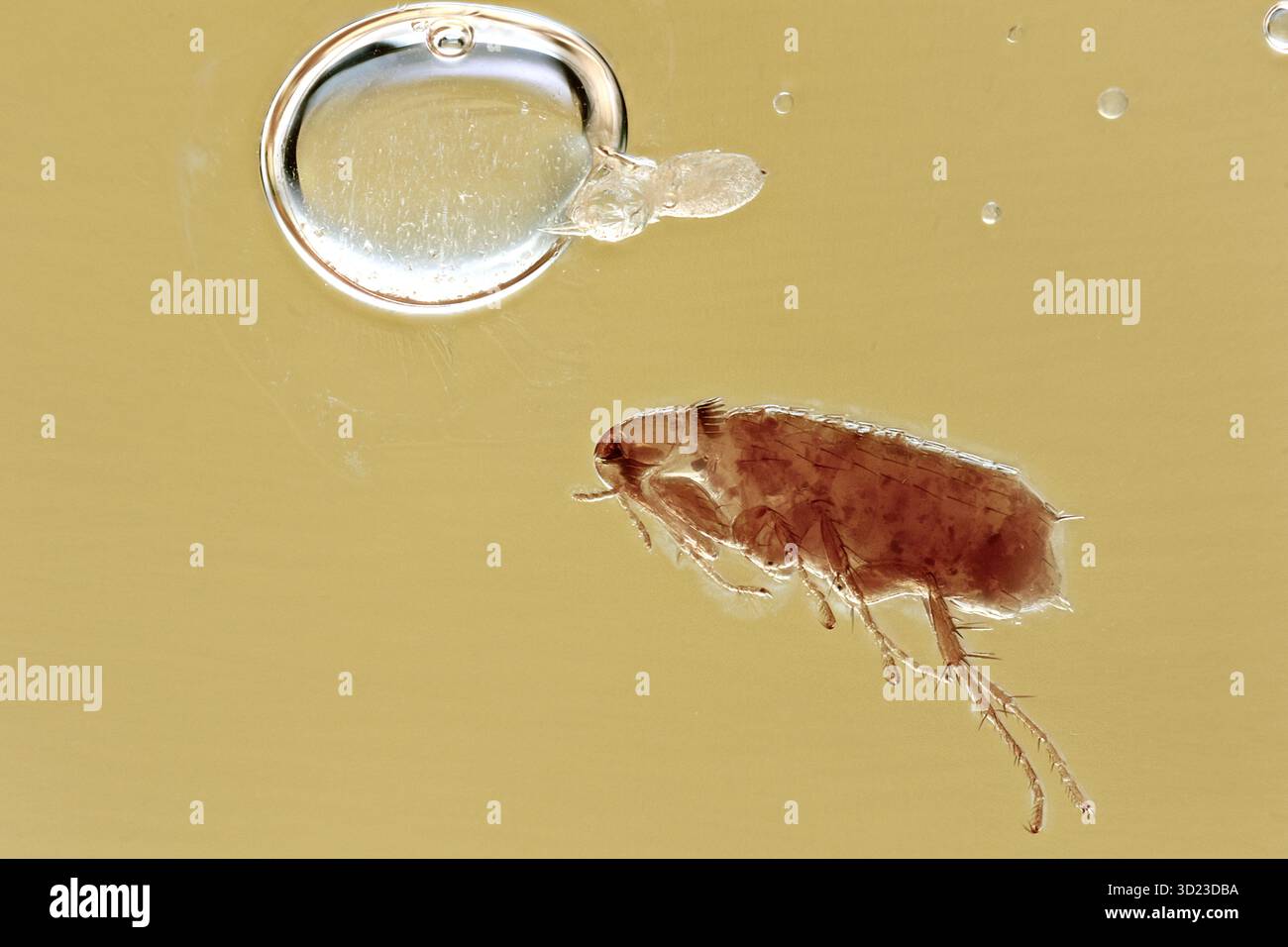 Rare prehistoric flea Siphonaptera fossil inclusion in Eocene Baltic ...