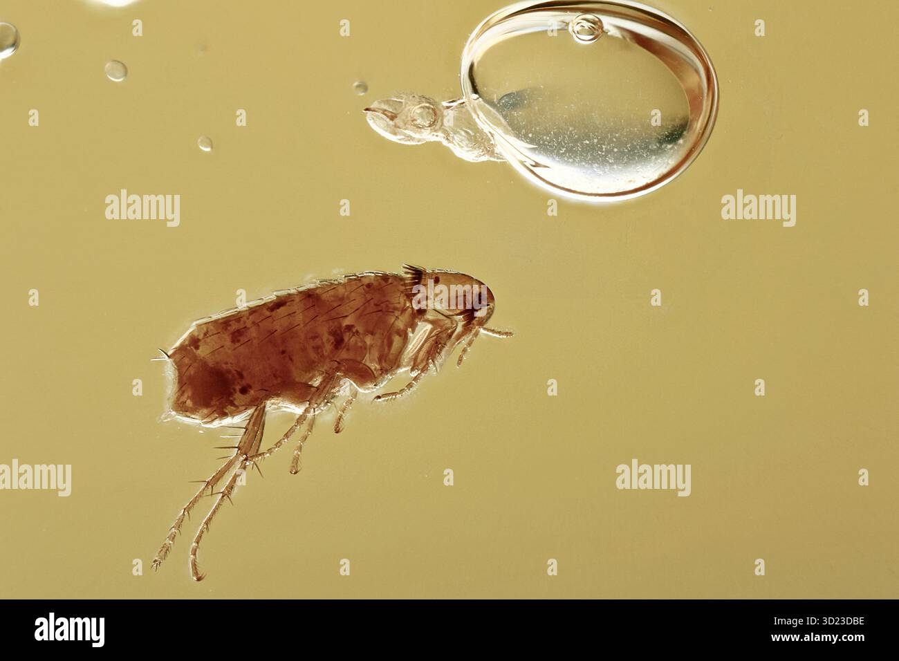 Siphonaptera fossil hi-res stock photography and images - Alamy