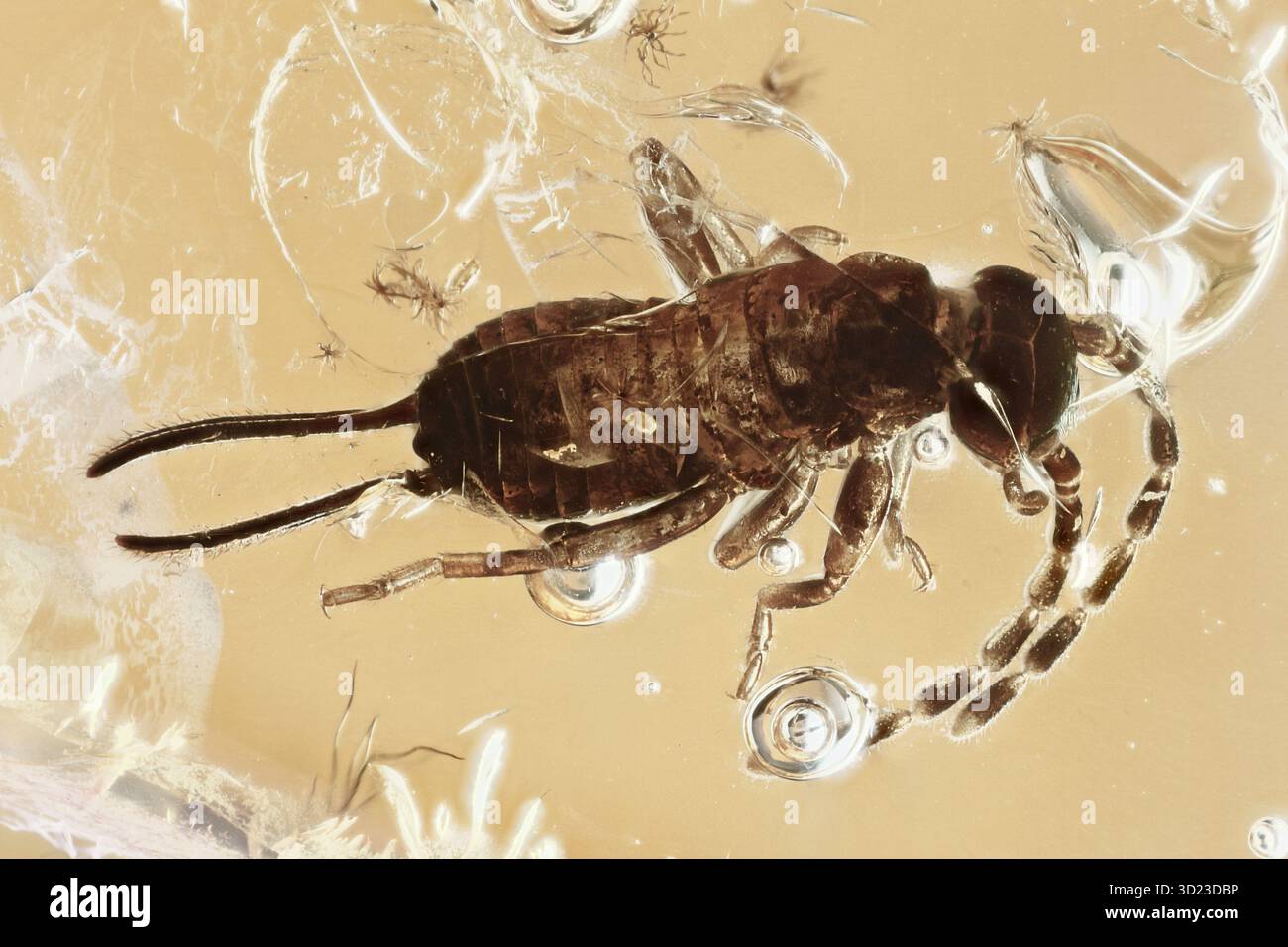 Earwig nymph Dermaptera inclusion preserved in Baltic amber, Eocene ...