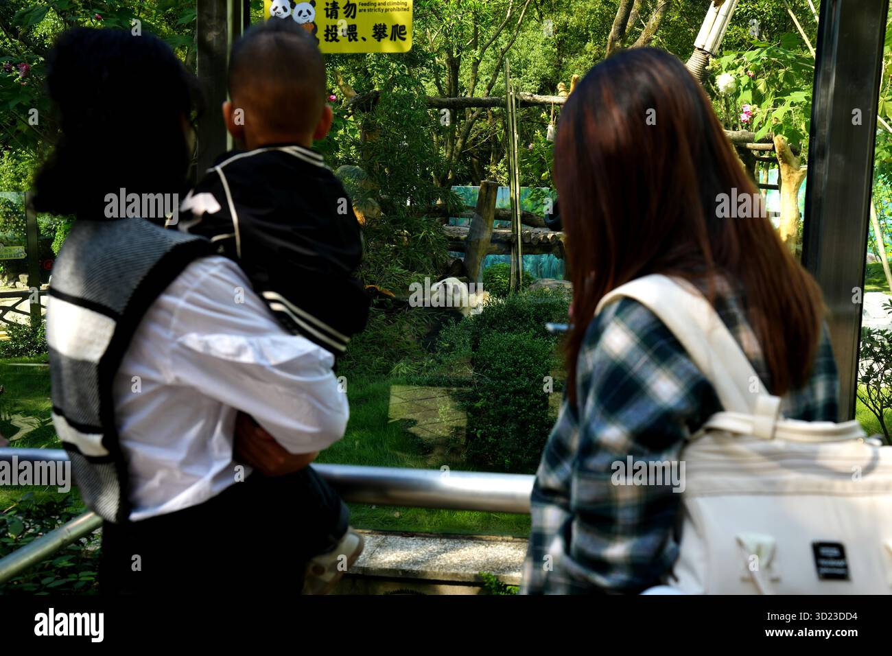 Giant pandas at Wenzhou Zoo attract visitors, Wenzhou City, east China ...