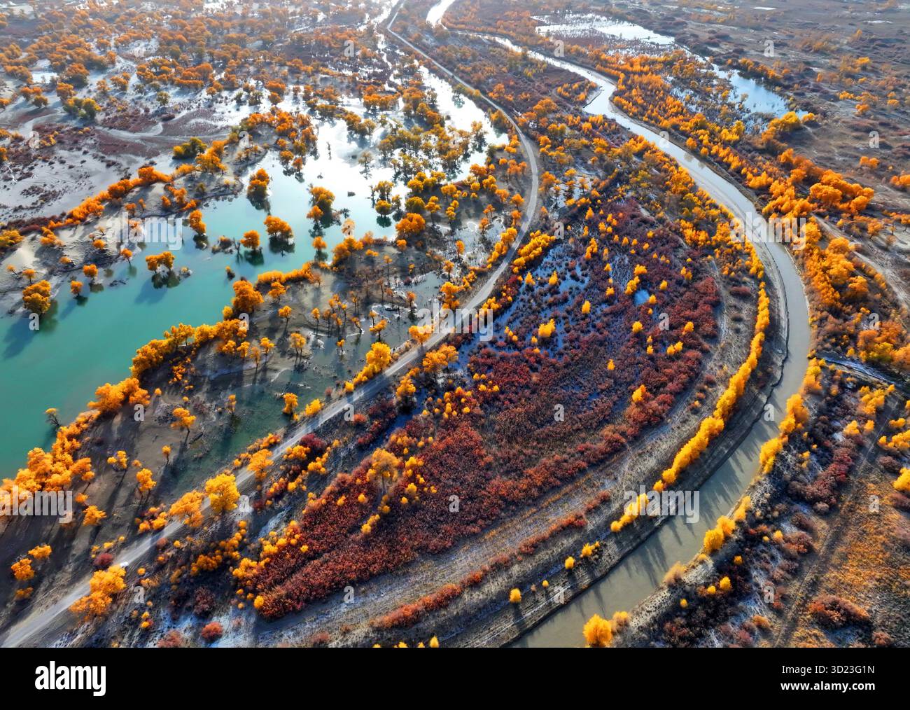 Aerial photo shows the populus euphratica forest in Bayingolin ...