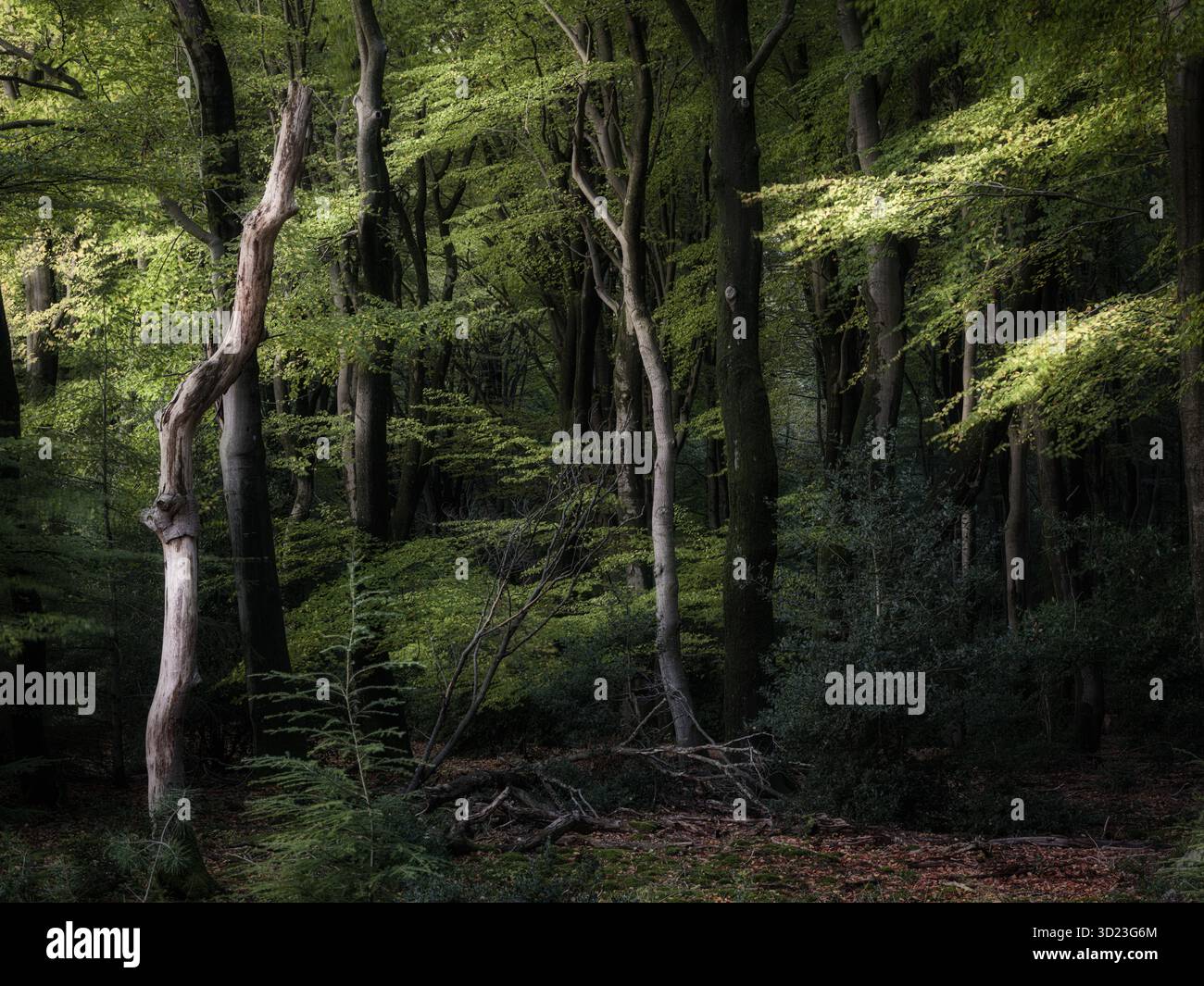 The Speulderbos Forest in The Netherlands, one of the oldest forest in ...