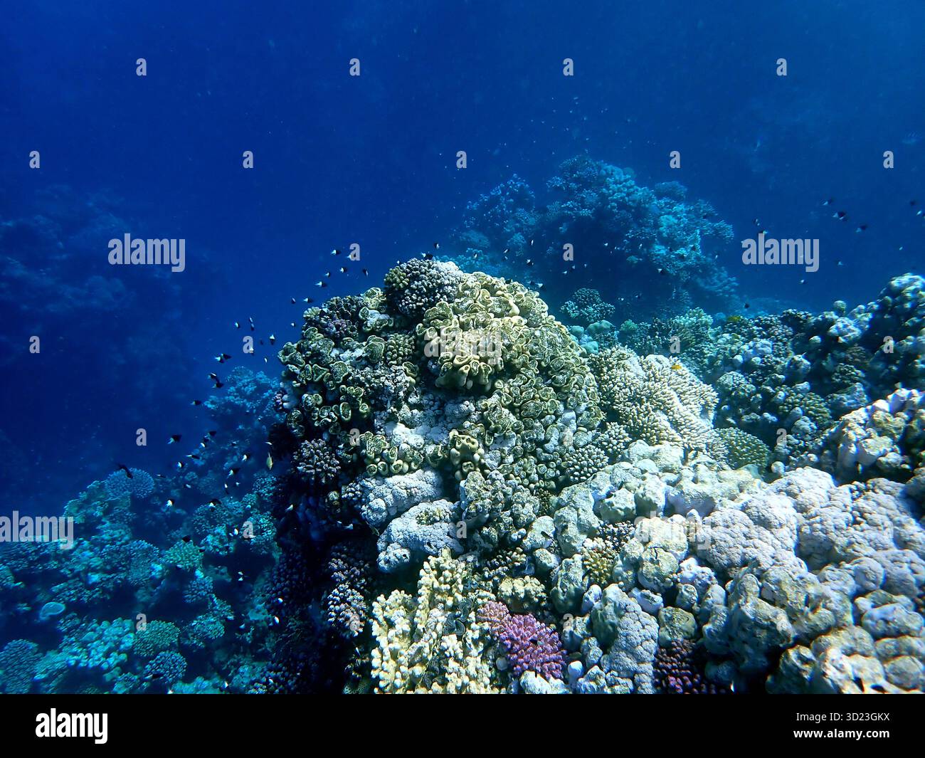 Vibrant shallow coral reef teeming with small fish in the red sea Stock ...