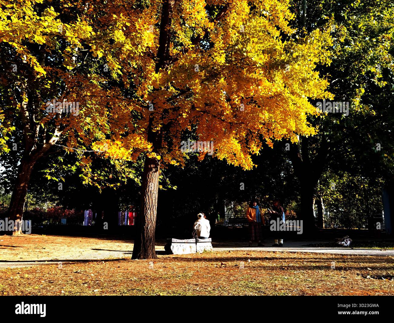 Ginkgo trees turn goldens in Beijing, China, 27 October, 2025. (Photo ...