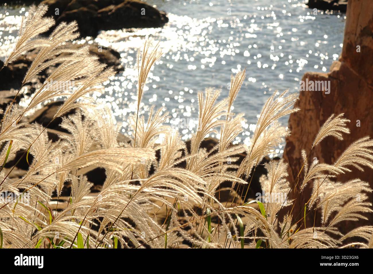 Clusters of reed catkins bloom in Qingdao City, east China's Shandong ...