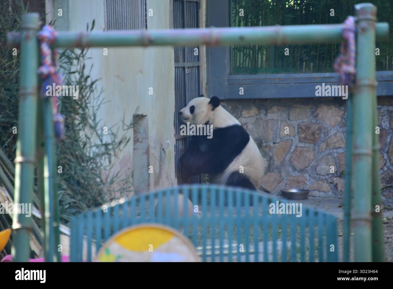 Giant panda Meng Lan enjoy autumn time at Beijing Zoo, Beijing, China ...