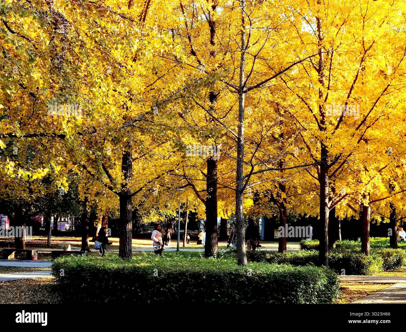 Ginkgo trees turn goldens in Beijing, China, 27 October, 2025. (Photo ...