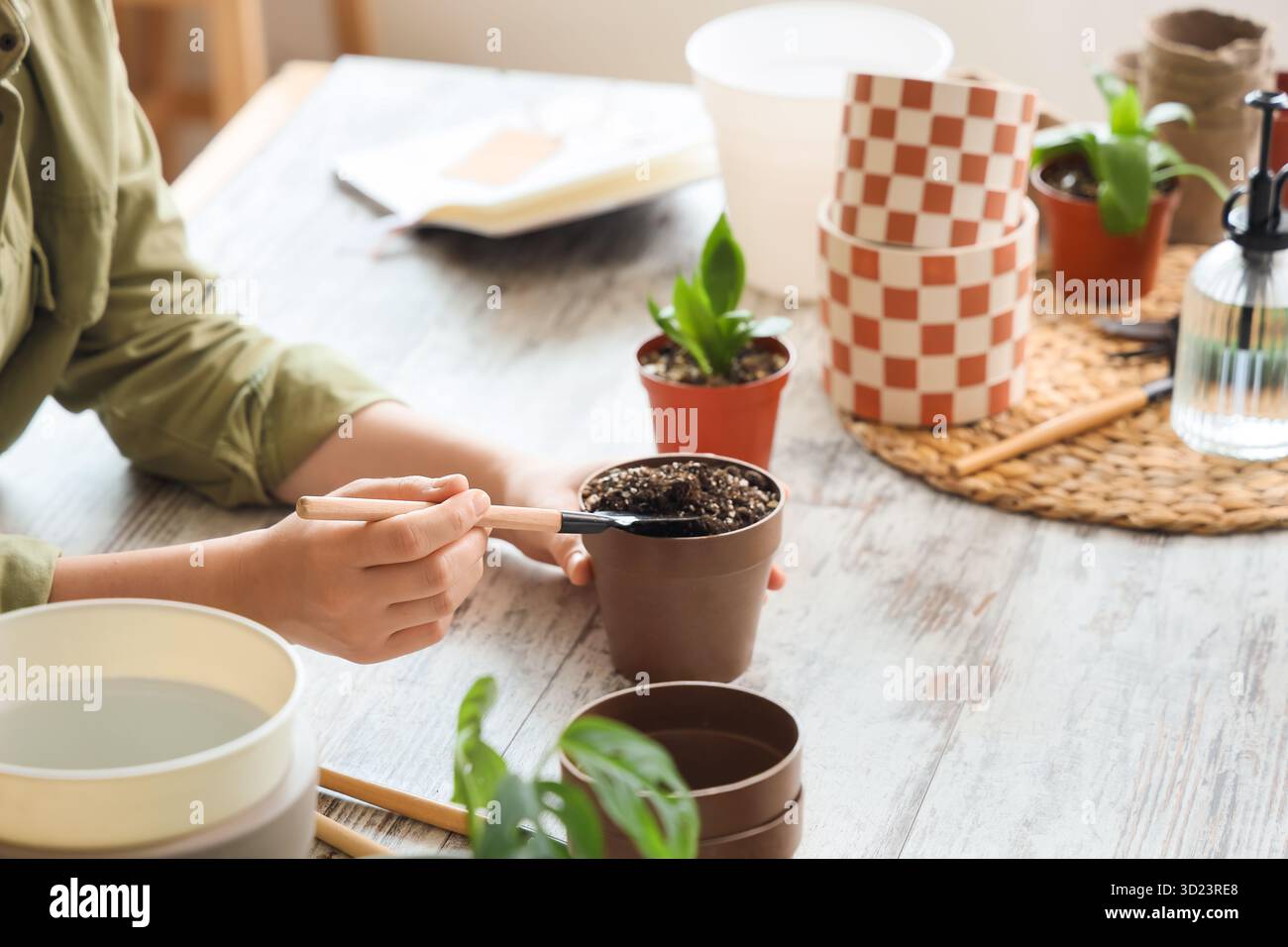 Adult gardener repotting houseplant hi-res stock photography and images ...