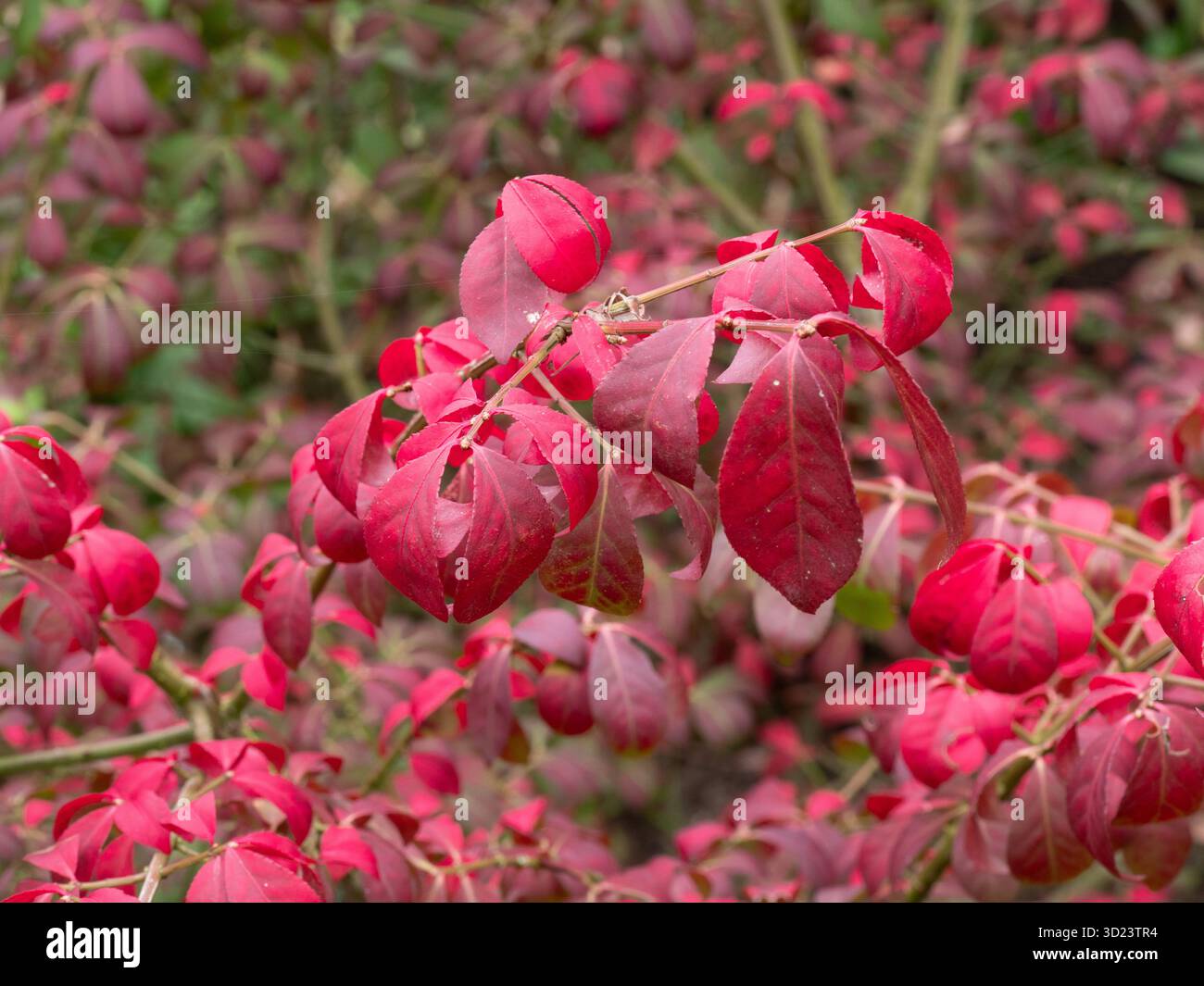 The bright autumn foliage on the dwarf spindle Euonymus alatus ...