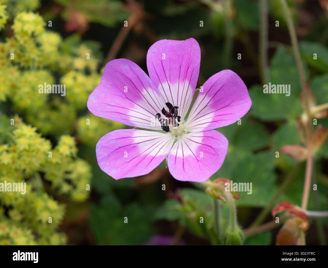 Geranium kelly anne hi-res stock photography and images - Alamy