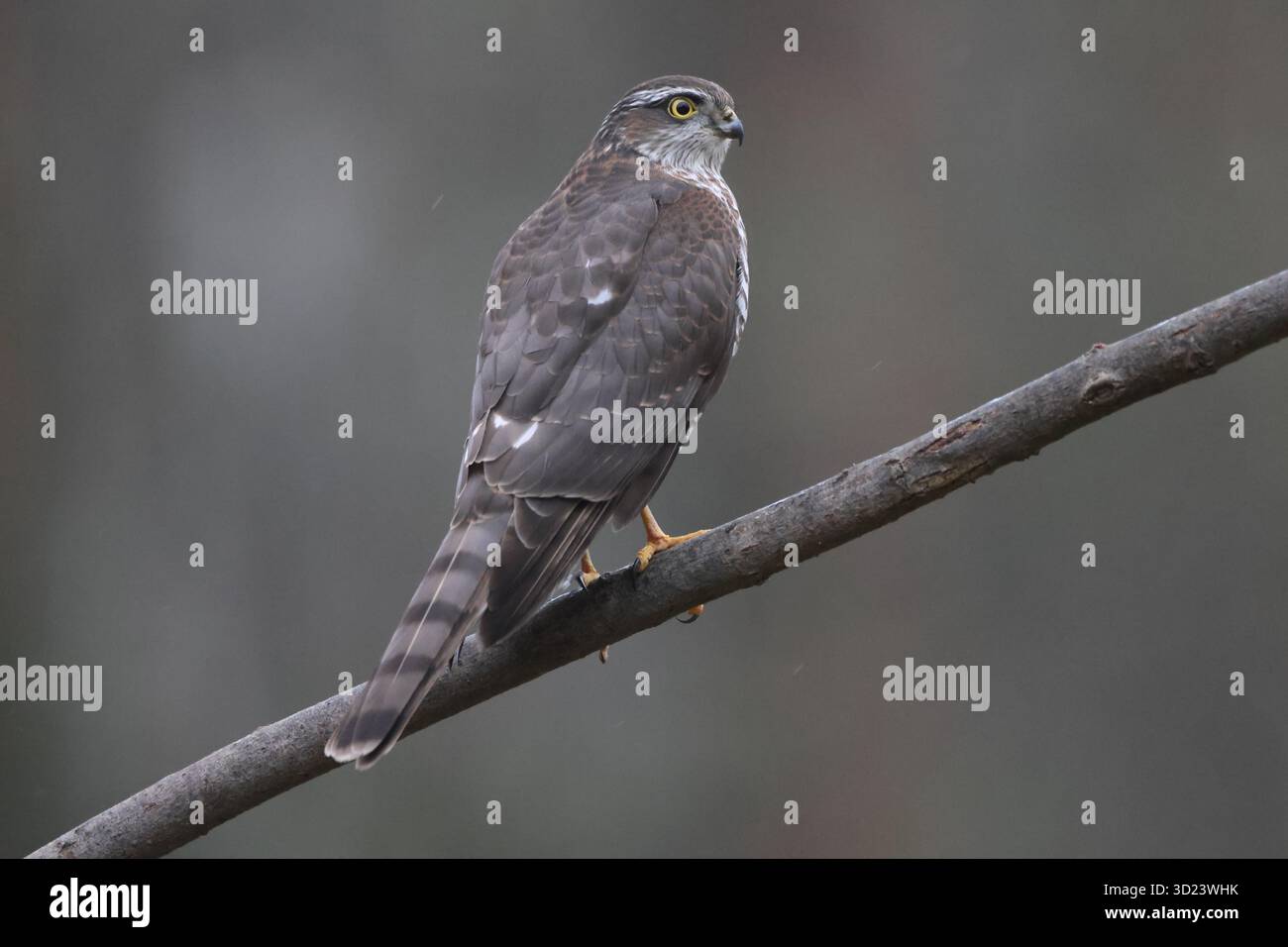 Sudden scattering of birds from your feeders hi-res stock photography ...