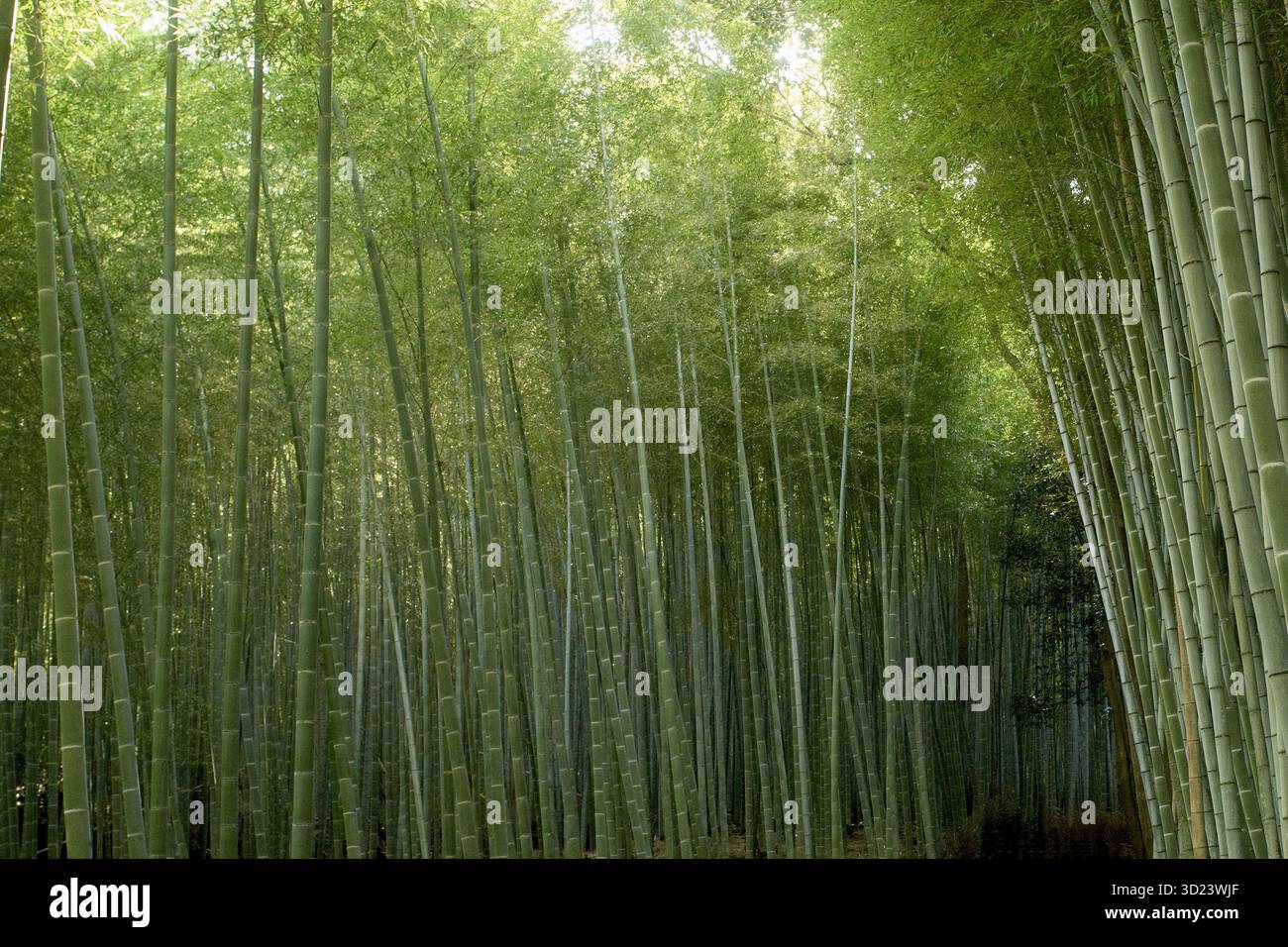 Lush green bamboo forest with tall, slender trees reaching towards the ...