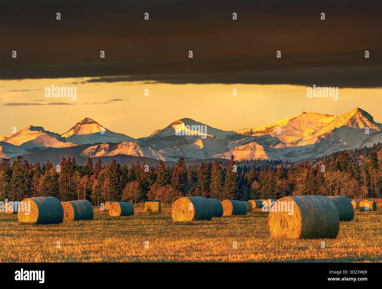 Golden hay bales dot hi-res stock photography and images - Alamy