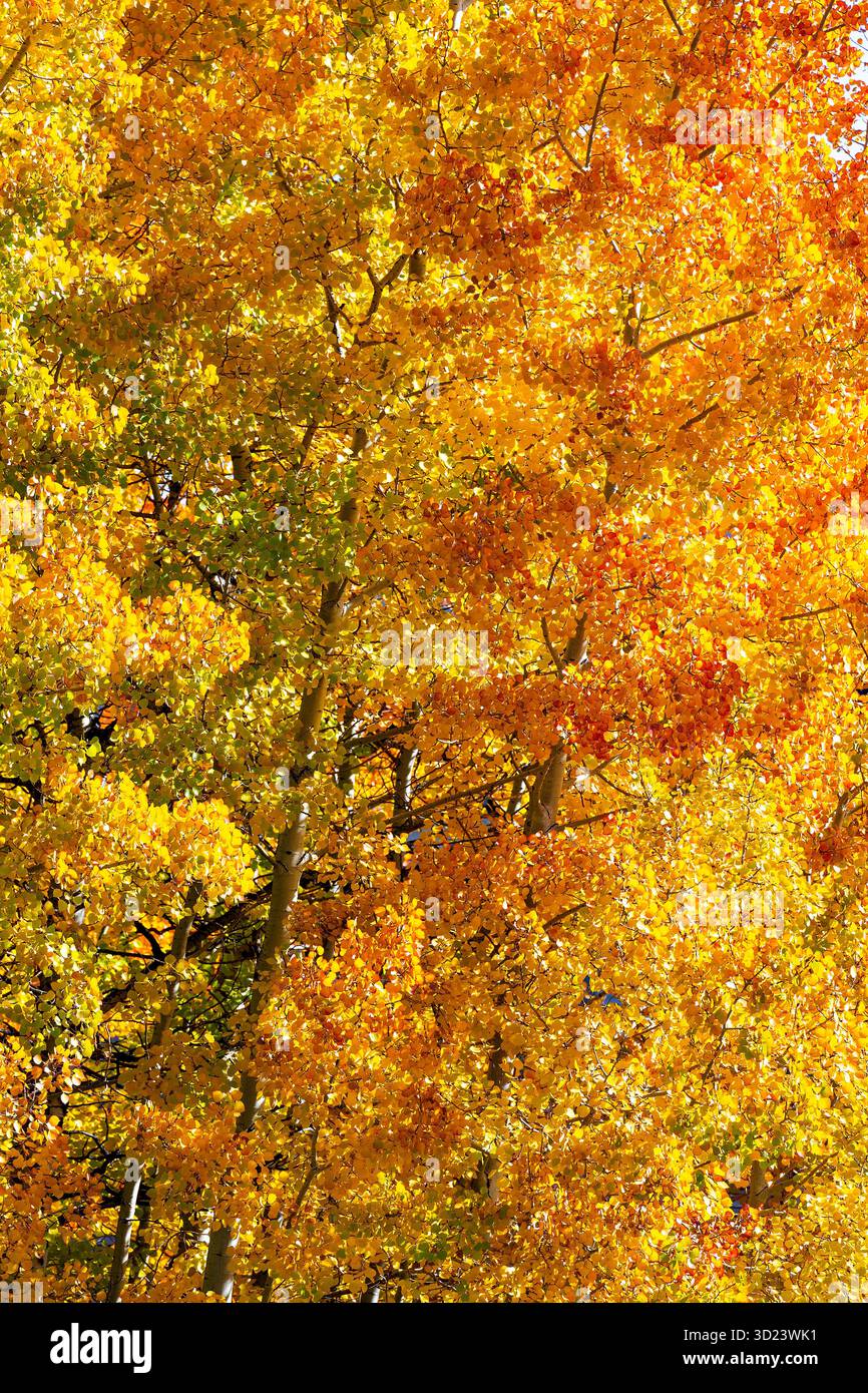 Vibrant autumn trees with bright orange and yellow foliage under sunny ...