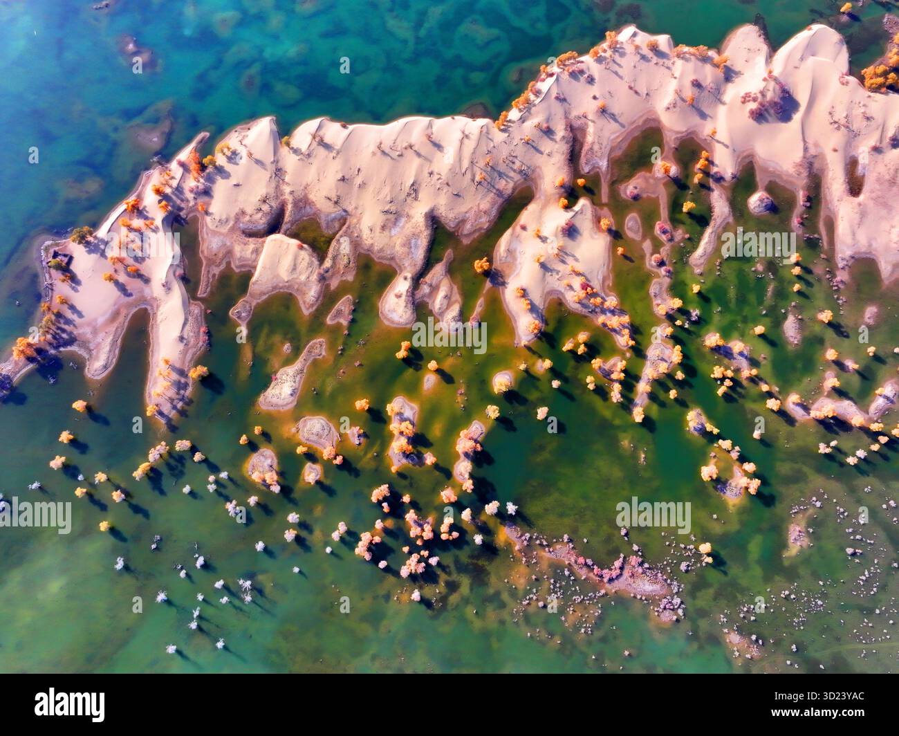Aerial photo shows the populus euphratica forest in Bayingolin ...