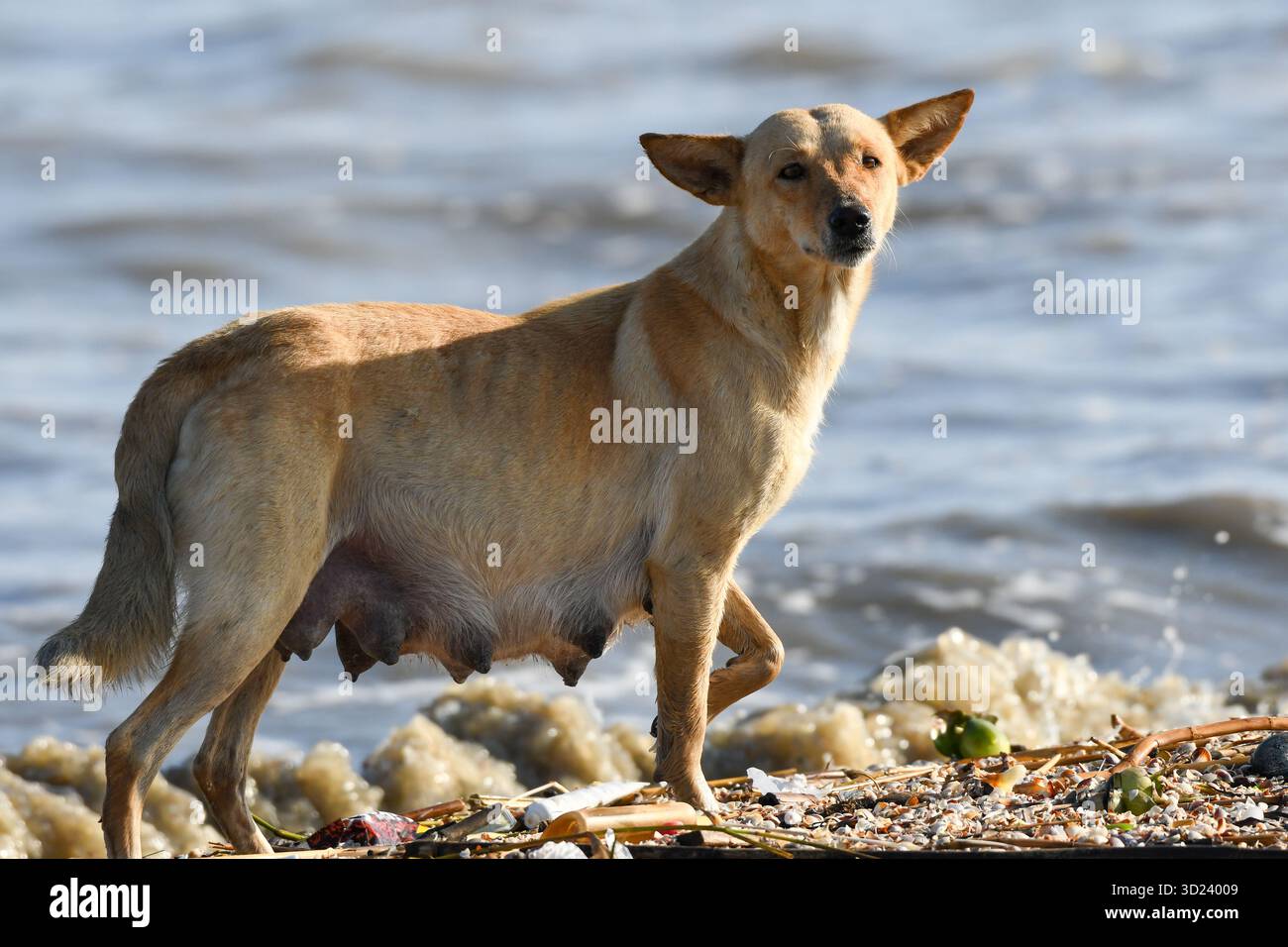Pregnant mother stray baladi dog at Lake Qarun, Fayoum, Egypt Stock ...