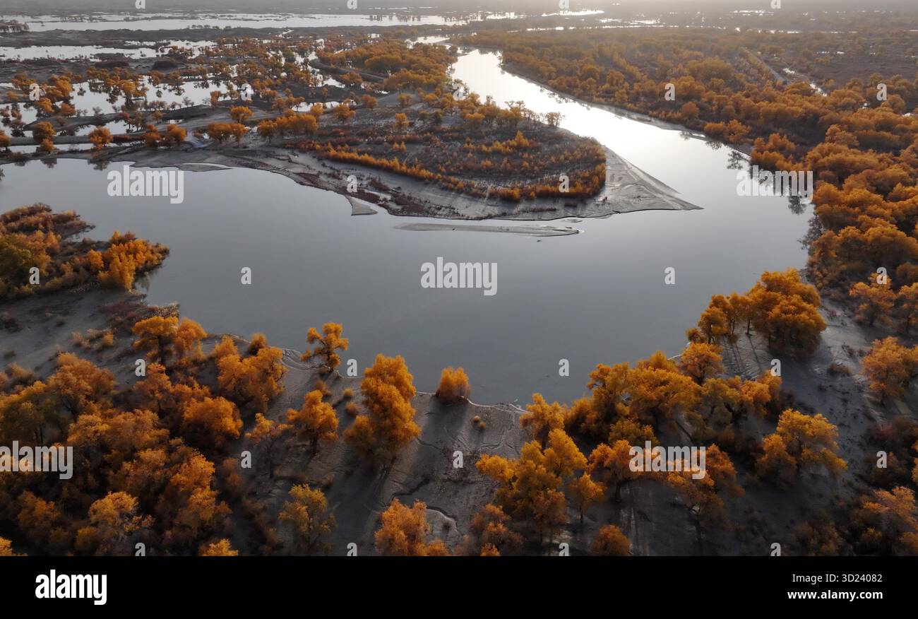 Aerial photo shows the populus euphratica forest in Bayingolin ...