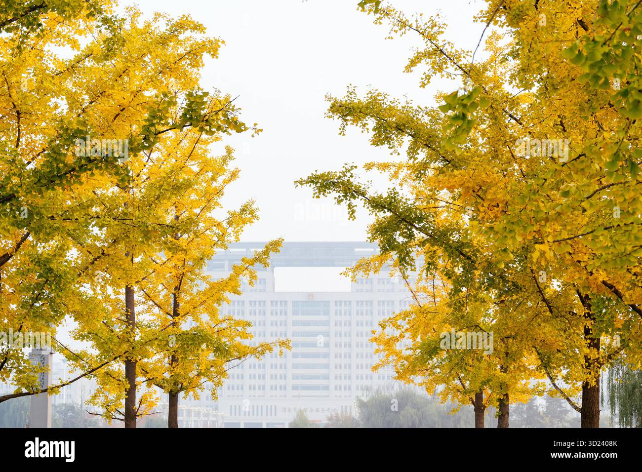 Golden ginkgo trees at a park in Weinan City, northwest China's Shaanxi ...