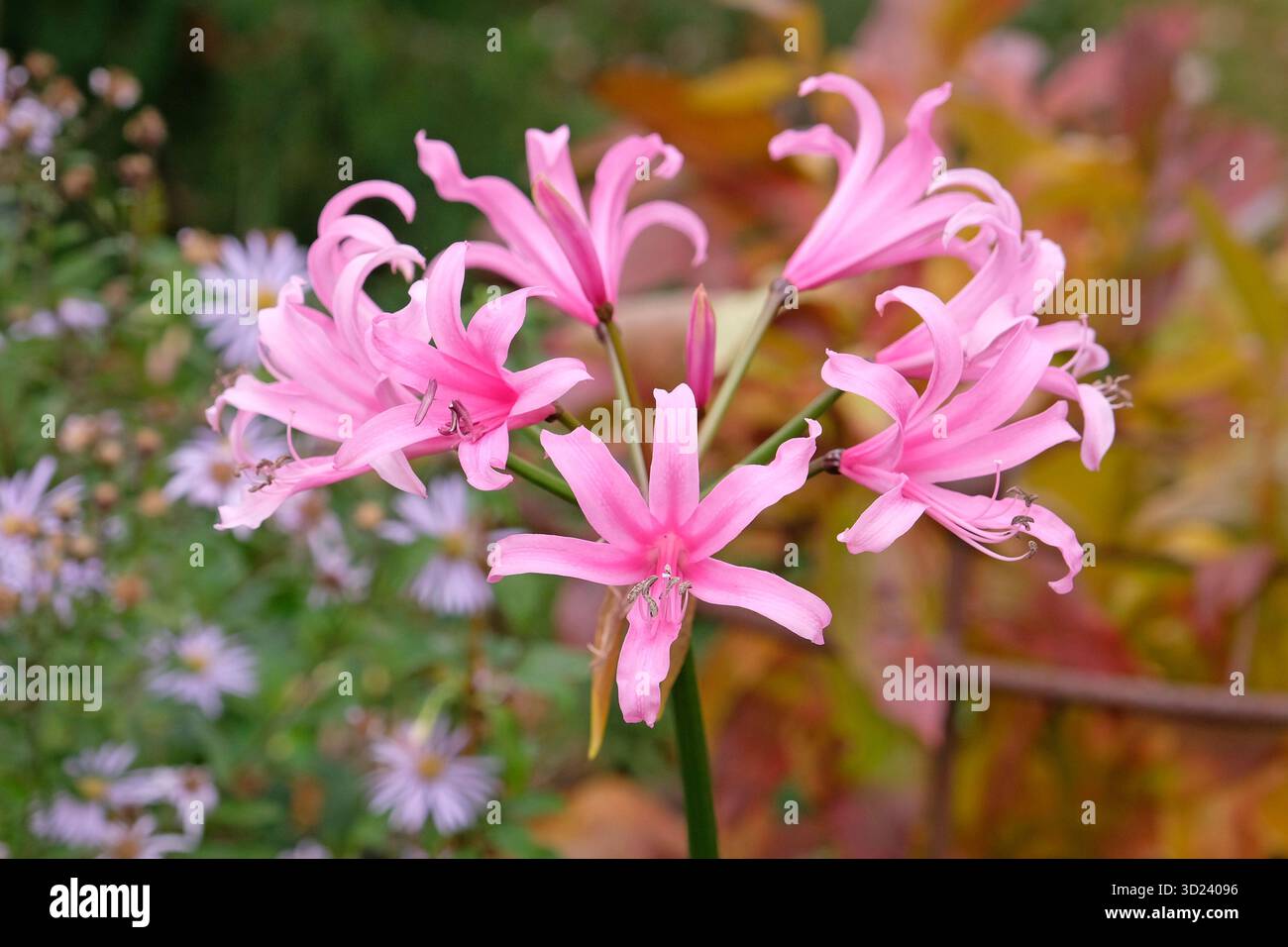 Pink Amarine tubergenii ‘Aphrodite’ also known as van Tubergen amarine ...