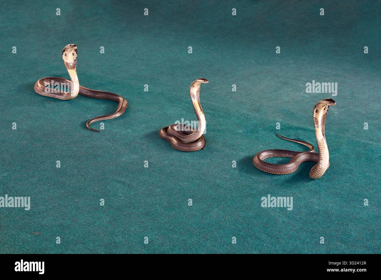 Three indian cobras on teal surface with raised hoods and s-shaped ...