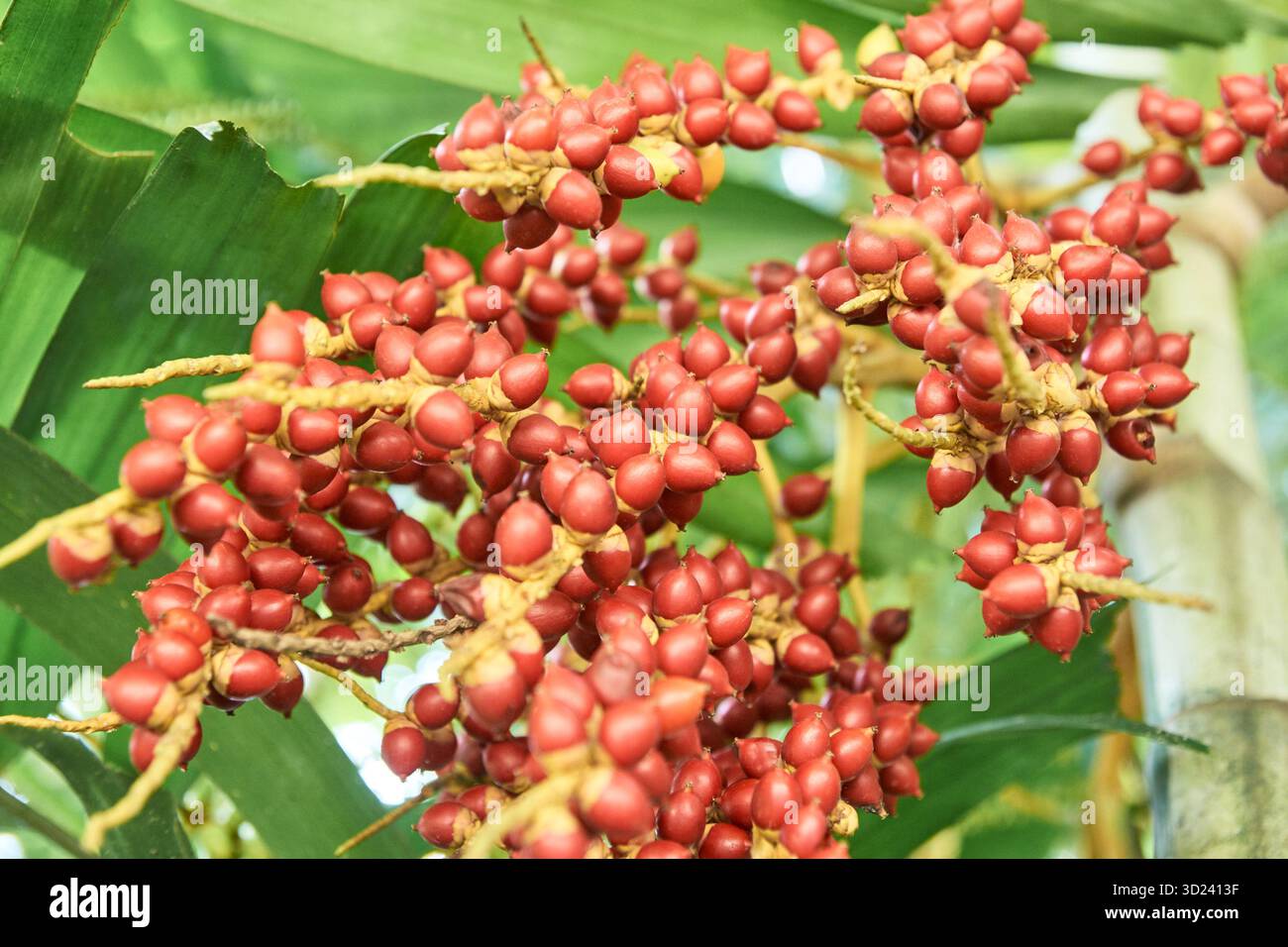 Red palm seeds growing tree hi-res stock photography and images - Alamy