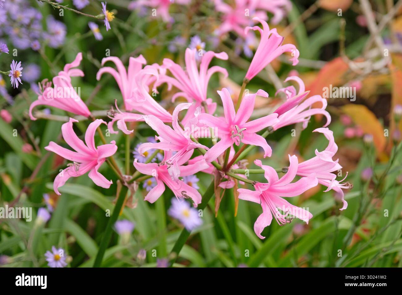 Pink Amarine tubergenii ‘Aphrodite’ also known as van Tubergen amarine ...
