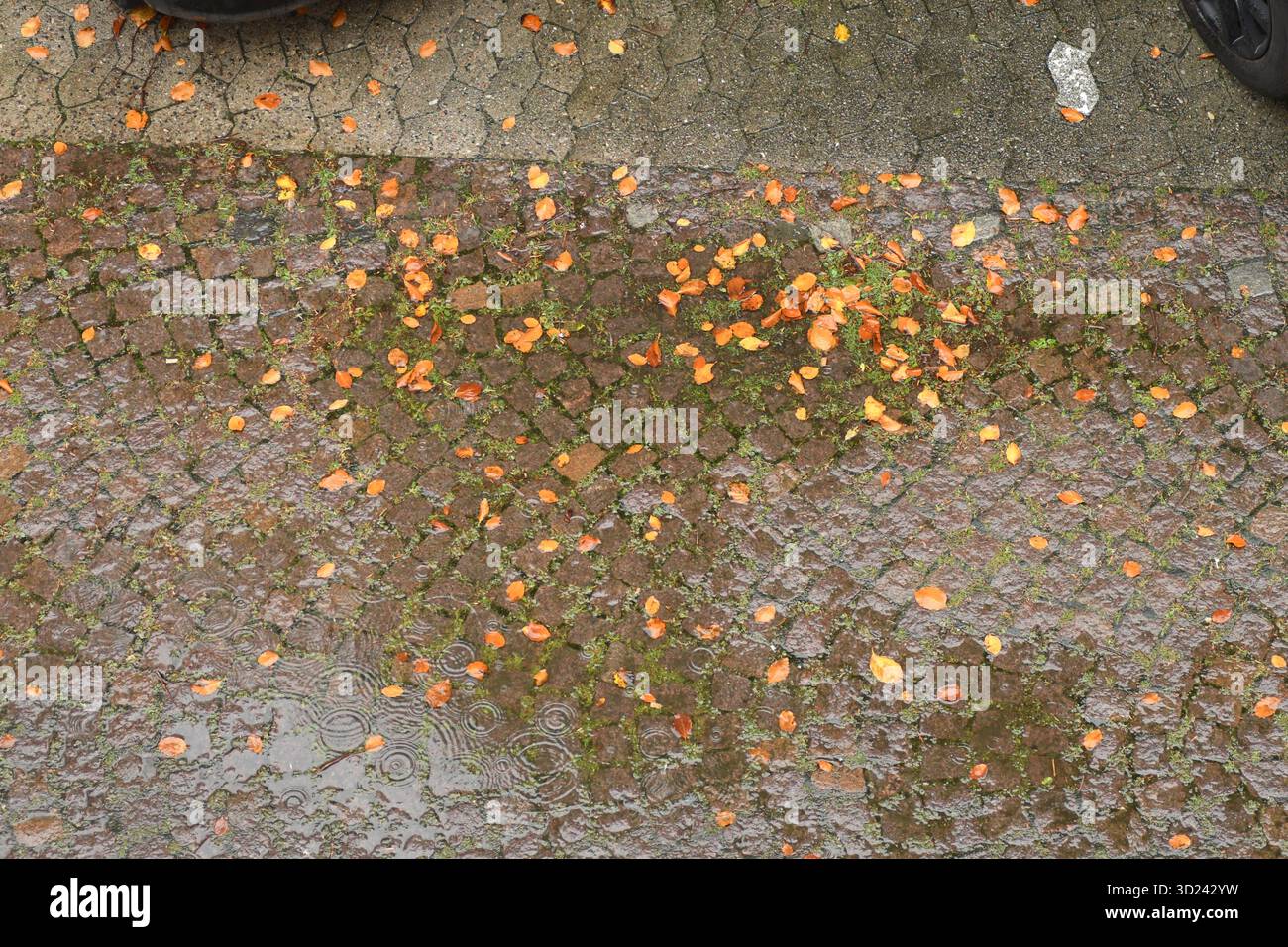 Copenhagen/ Denmark/30 OCTOBER 2025/.rain fall daish weather in kastrup ...
