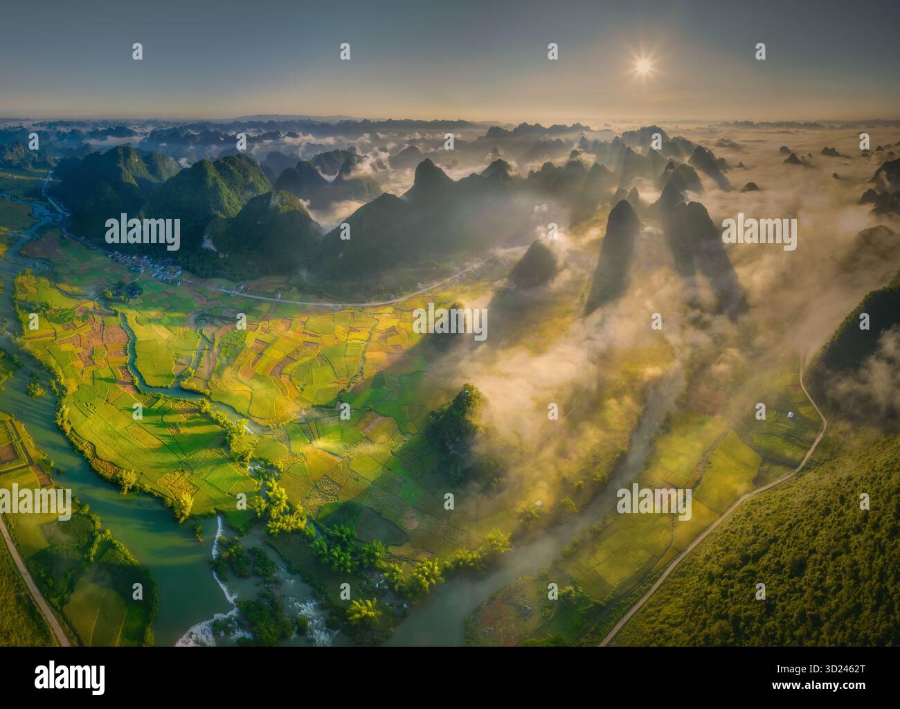 Aerial view of the dramatic karst mountains rise amidst the golden rice ...