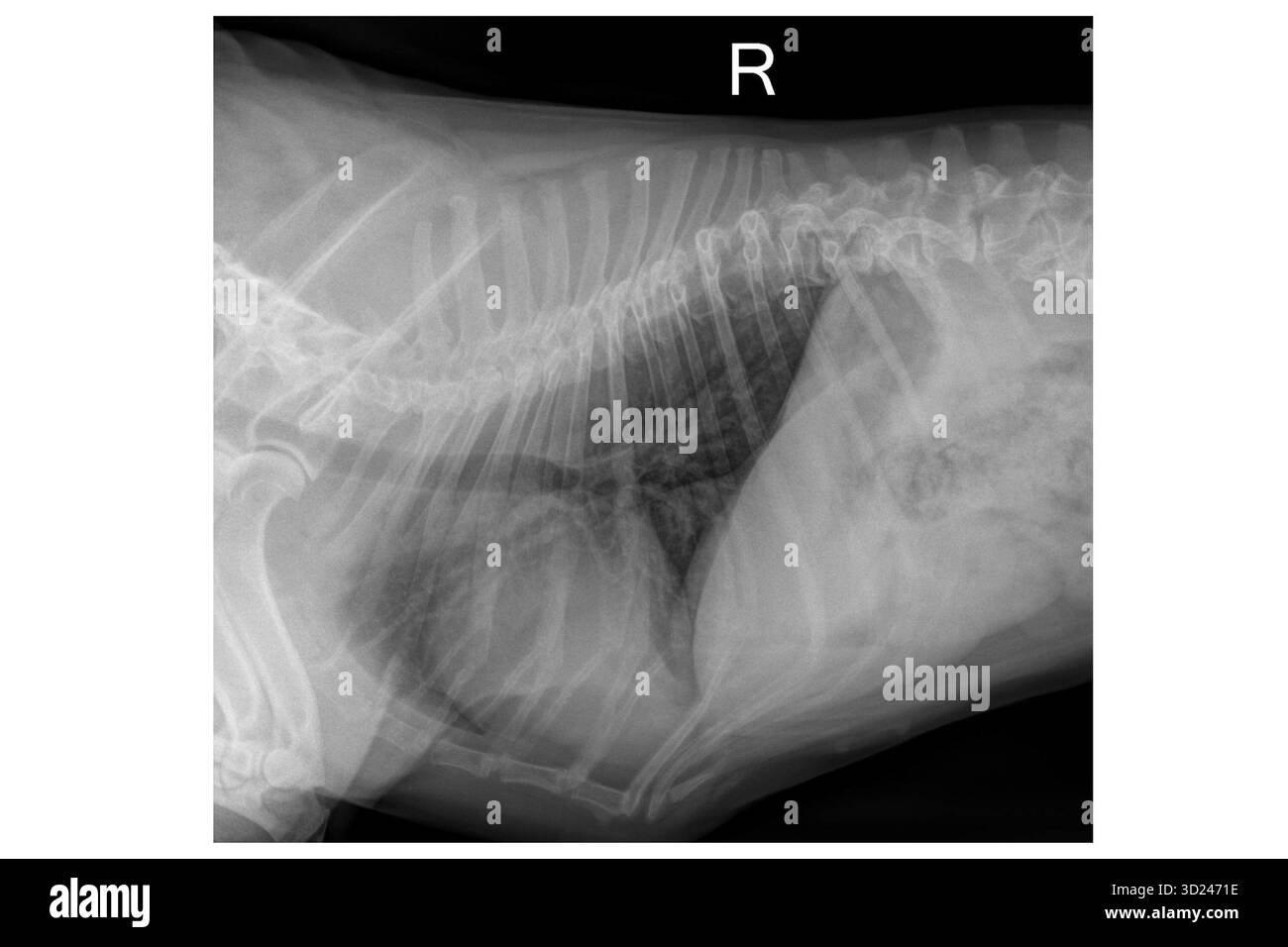 Medical ray french bulldog Black and White Stock Photos & Images - Alamy