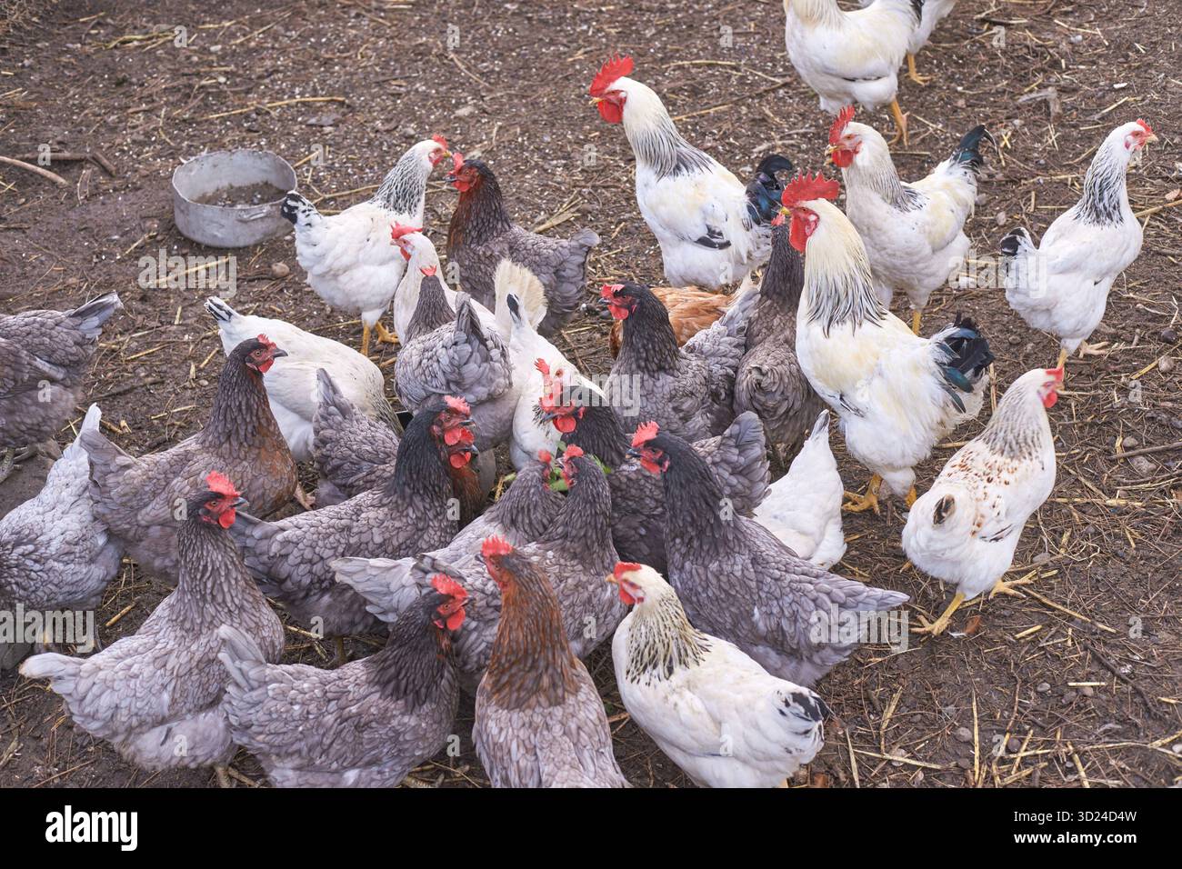Mixed breed chickens in a farmyard enclosure with roosters and hens on ...
