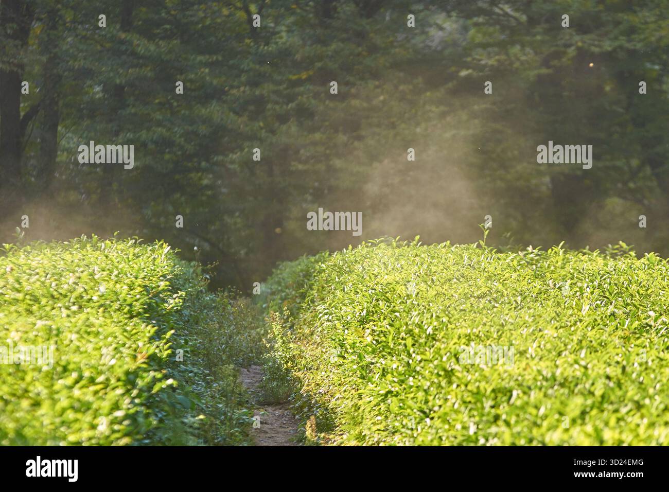 Pathway through field misty hi-res stock photography and images - Alamy