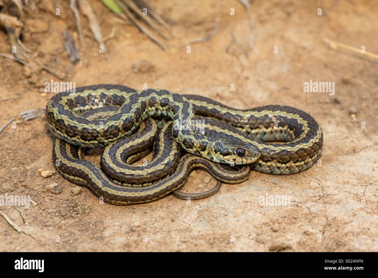 A mildly venomous spotted skaapsteker, also known as a spotted grass ...