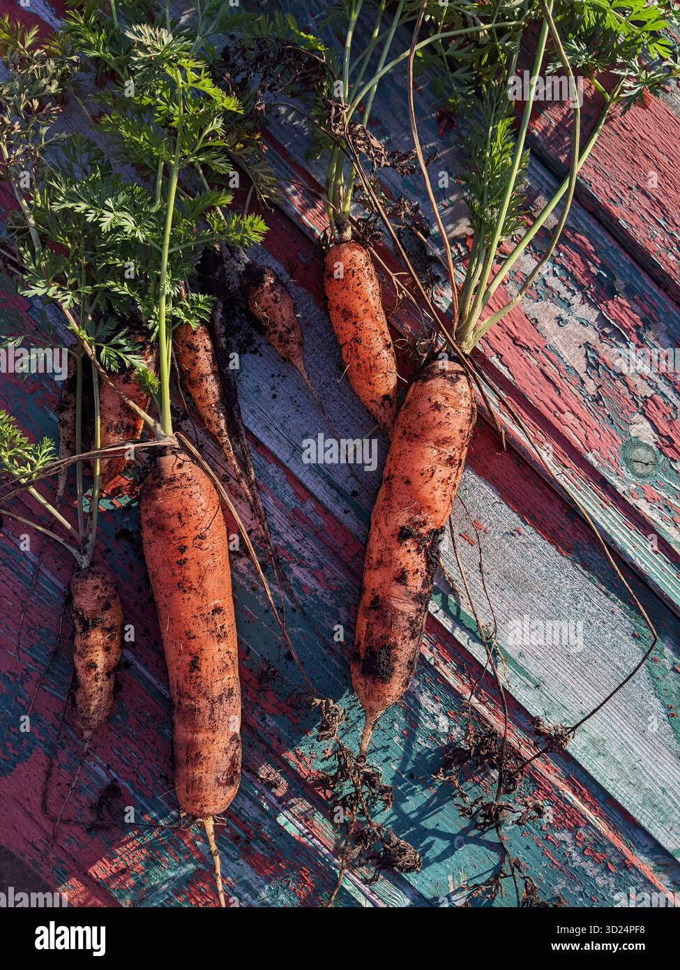Carrot garden. Carrots soiled are lying on wooden colored boards. Sun ...
