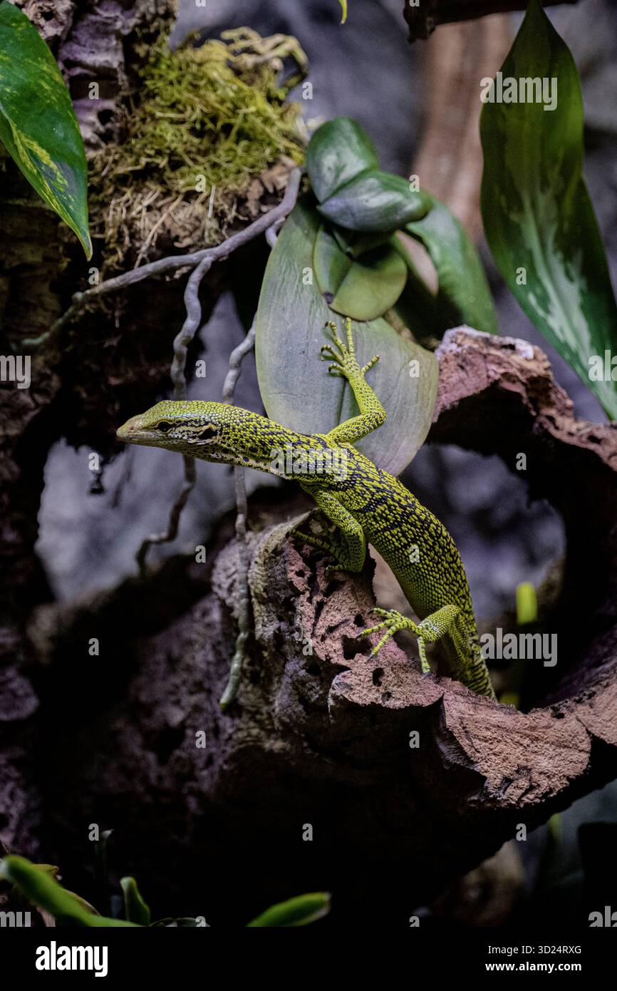 Reisinger's tree monitor (Varanus reisingeri) pictured at the Liberec ...