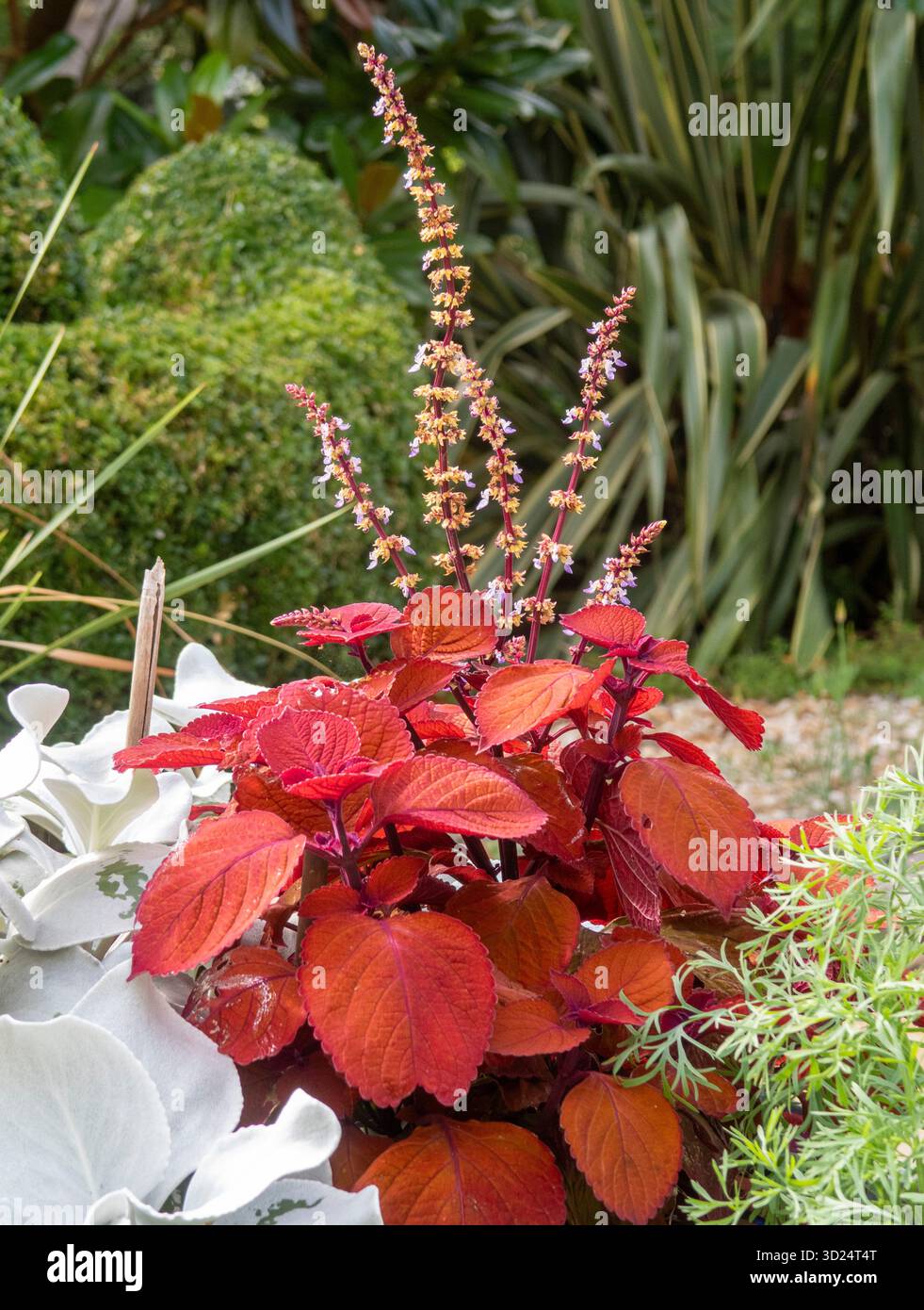 Coleus red plant hi-res stock photography and images - Alamy
