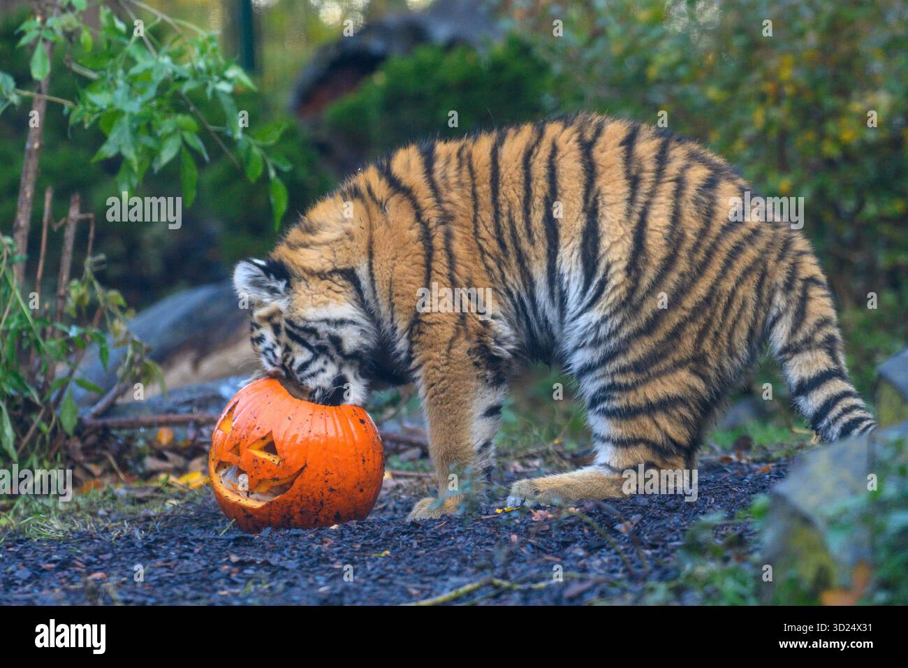 30 October 2025, Saxony-Anhalt, Magdeburg: A young tiger tries to get ...