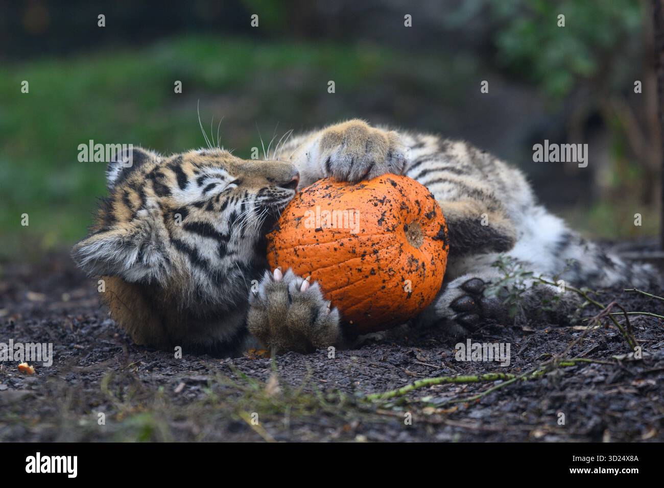 30 October 2025, Saxony-Anhalt, Magdeburg: A young tiger plays with a ...