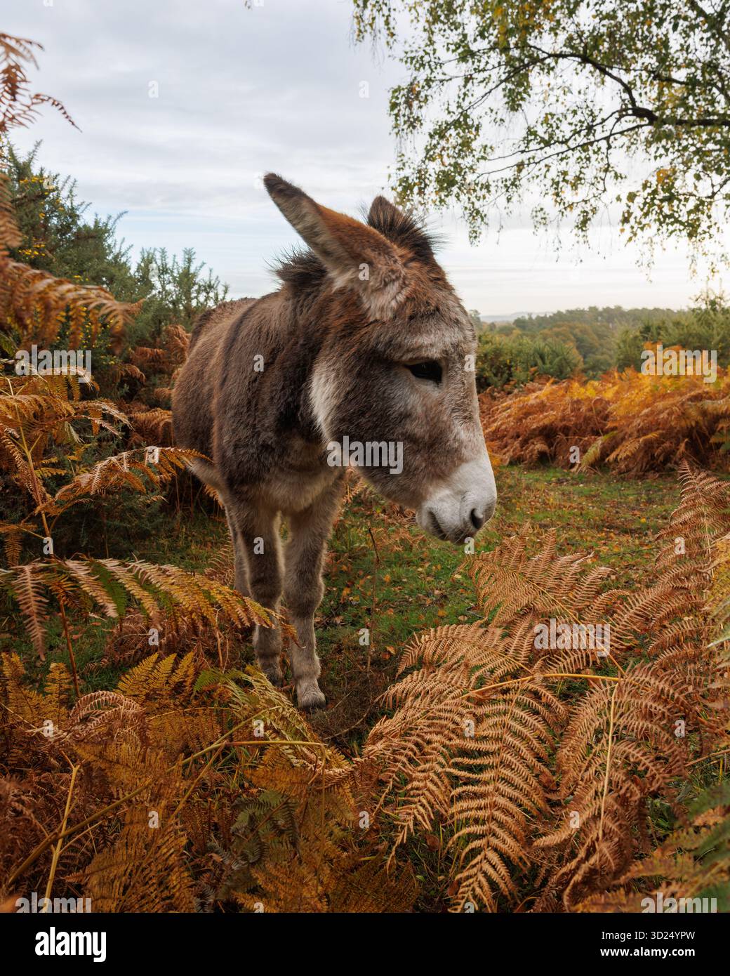 Grey Donkey in the New Forest Stock Photo - Alamy